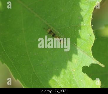 Common Castor Butterfly (Ariadne merione Stock Photo - Alamy