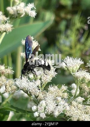 Double-banded Scoliid Wasp (Scolia bicincta) Insecta Stock Photo - Alamy
