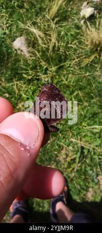 Water ringlet (Erebia pronoe Stock Photo - Alamy