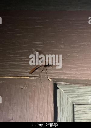 Short-tailed Ichneumonid Wasps (Ophioninae Stock Photo - Alamy