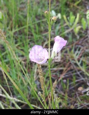 Saltmarsh False Foxglove (Agalinis maritima Stock Photo - Alamy