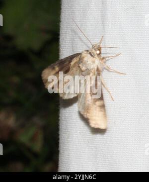 Double-lobed Moth (Lateroligia ophiogramma Stock Photo - Alamy