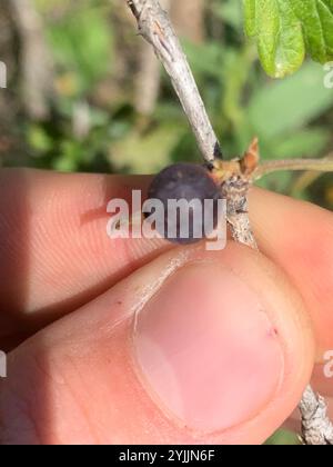 Canadian gooseberry (Ribes oxyacanthoides Stock Photo - Alamy