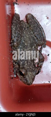 Venezuela Snouted Tree Frog (Scinax x-signatus Stock Photo - Alamy