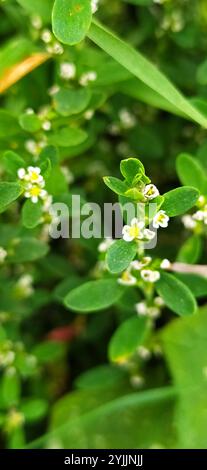 Oval Leaf Knotweed (Polygonum arenastrum Stock Photo - Alamy
