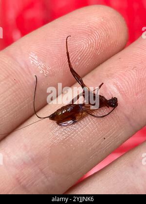 Aulacid Wasps (Aulacidae Stock Photo - Alamy