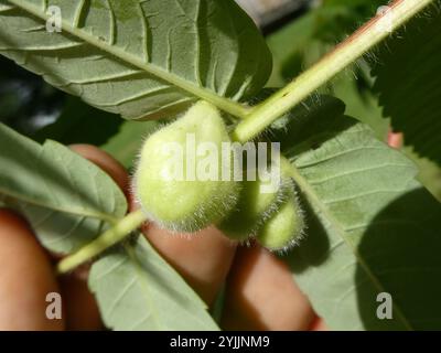 Sumac Gall Aphid (Melaphis rhois Stock Photo - Alamy