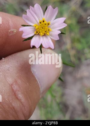 southwestern cosmos (Cosmos parviflorus Stock Photo - Alamy