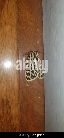 Virgin Tiger Moth, Apantesis virgo (formerly Grammia virgo), pinned ...