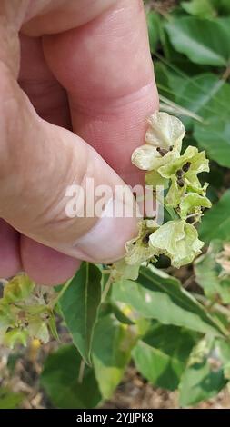 Wild Four o'Clock (Mirabilis nyctaginea Stock Photo - Alamy