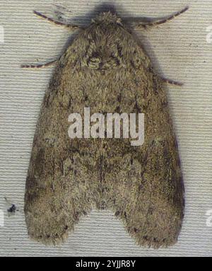 Variable Oakleaf Caterpillar Moth (Lochmaeus manteo Stock Photo - Alamy