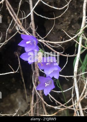 Harebell Complex (Campanula rotundifolia Stock Photo - Alamy