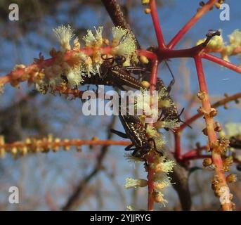 Gaudy Grasshoppers (Pyrgomorphidae Stock Photo - Alamy