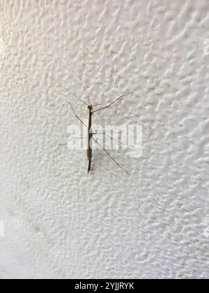 American Grass Mantis (Thesprotia graminis), Insecta, Windsor Forest ...