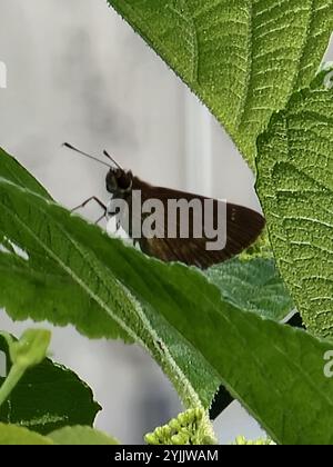 Three-spotted Skipper (Cymaenes tripunctus) Insecta Stock Photo - Alamy