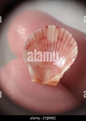 Atlantic Calico Scallop (Argopecten gibbus) Mollusca Stock Photo - Alamy