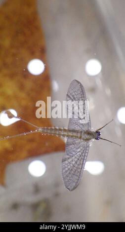 Slate Drakes (Isonychia Stock Photo - Alamy