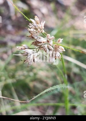 Snowy Woodrush (Luzula nivea Stock Photo - Alamy