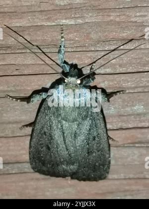 Mouse Moth (Amphipyra tragopoginis Stock Photo - Alamy