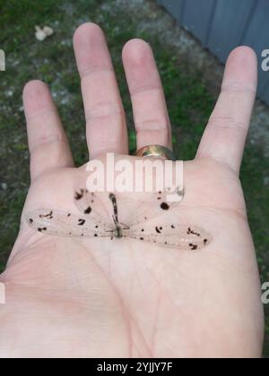 Eastern Spotted-winged Antlion (Dendroleon obsoletus Stock Photo - Alamy