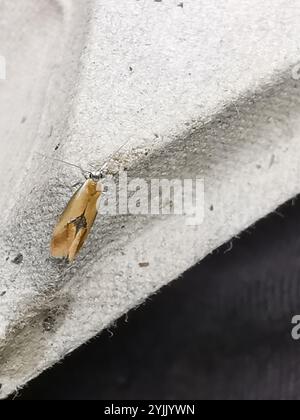 Lesser Tawny Crescent (Batia lunaris) Insecta Stock Photo - Alamy