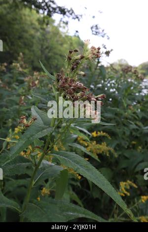 False Indian Plantain (Hasteola suaveolens Stock Photo - Alamy