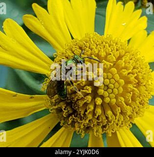 Pure Green Sweat bee (Augochlora pura) Insecta Stock Photo - Alamy