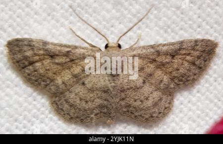 Drab Brown Wave (Lobocleta ossularia Stock Photo - Alamy