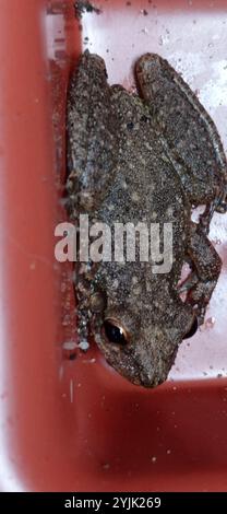 Venezuela Snouted Tree Frog (Scinax x-signatus Stock Photo - Alamy