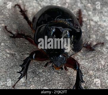 Smooth Ox Beetle (Strategus antaeus Stock Photo - Alamy