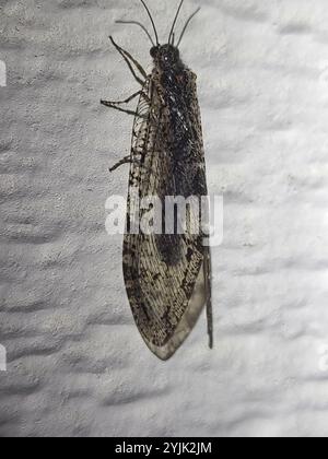 Giant Lacewing (Polystoechotes punctata Stock Photo - Alamy