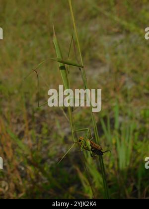 Northern Grass Mantis (Brunneria borealis) Insecta Stock Photo - Alamy