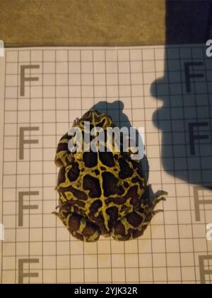 Western Leopard Toad (Sclerophrys pantherina) Amphibia Stock Photo - Alamy