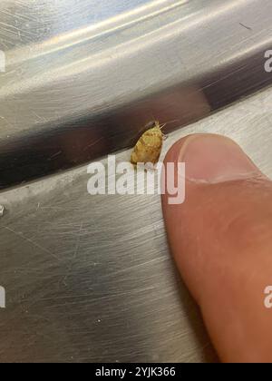 Red-edged Acleris Moth (Acleris albicomana Stock Photo - Alamy