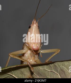 False Robust Conehead (Neoconocephalus bivocatus Stock Photo - Alamy