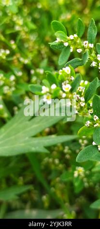 Oval Leaf Knotweed (Polygonum arenastrum Stock Photo - Alamy