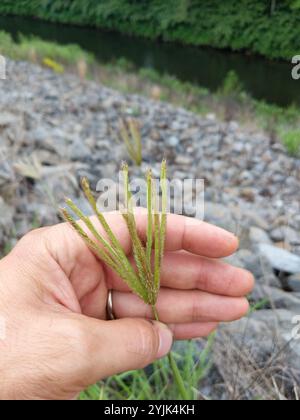 feather finger grass (Chloris virgata Stock Photo - Alamy