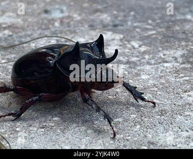 Smooth Ox Beetle (Strategus antaeus Stock Photo - Alamy
