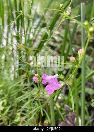 Small-flower False Foxglove (Agalinis purpurea parviflora) Plantae ...