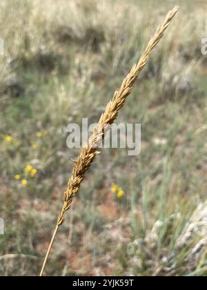 Great Basin Wildrye (Leymus cinereus Stock Photo - Alamy