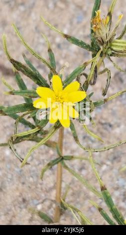 Chinchweed (Pectis papposa Stock Photo - Alamy