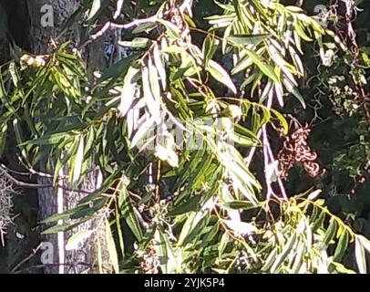 water hickory (Carya aquatica Stock Photo - Alamy