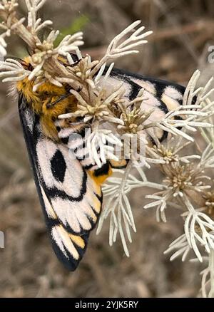 Western Sheep Moth (Hemileuca eglanterina Stock Photo - Alamy