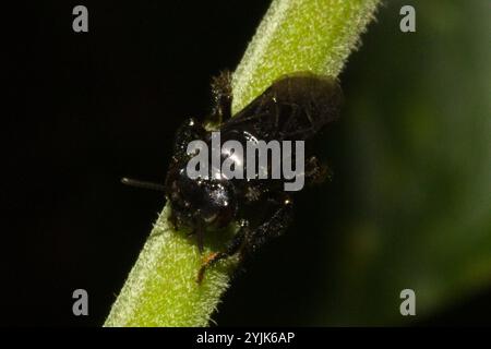 Spiny-legged Stingless bee (Trigona spinipes Stock Photo - Alamy