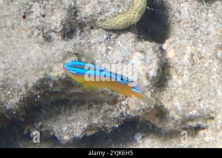 Threeline Damsel (Pomacentrus trilineatus Stock Photo - Alamy