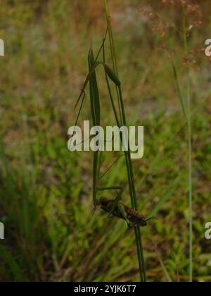 Northern Grass Mantis (Brunneria borealis Stock Photo - Alamy