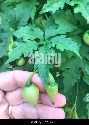 Alamo vine (Distimake dissectus Stock Photo - Alamy