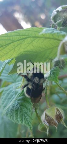 Nearctic Bumble Bee (Bombus vancouverensis nearcticus Stock Photo - Alamy