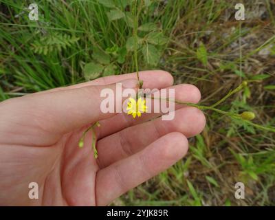 Pineland Silkgrass (Pityopsis aspera Stock Photo - Alamy