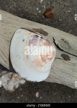 Japanese Hard Clam (Meretrix lusoria Stock Photo - Alamy
